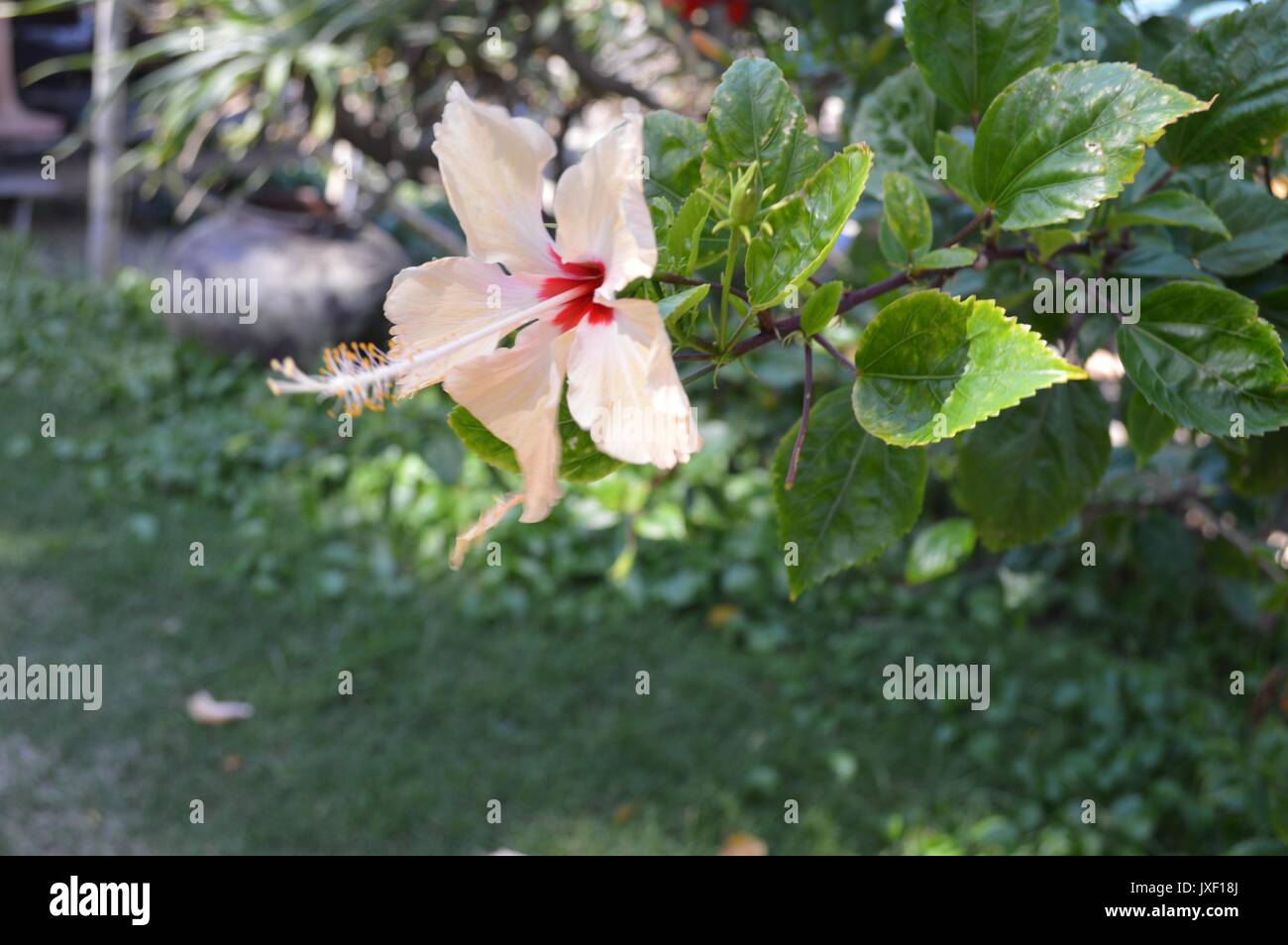 Vietnamese flower, Hoi An Stock Photo - Alamy