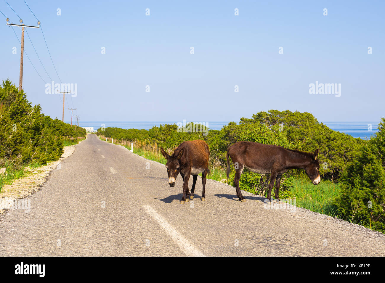 funny donkey looking at the camera, Cyprus, Karpaz National Park Wild ...