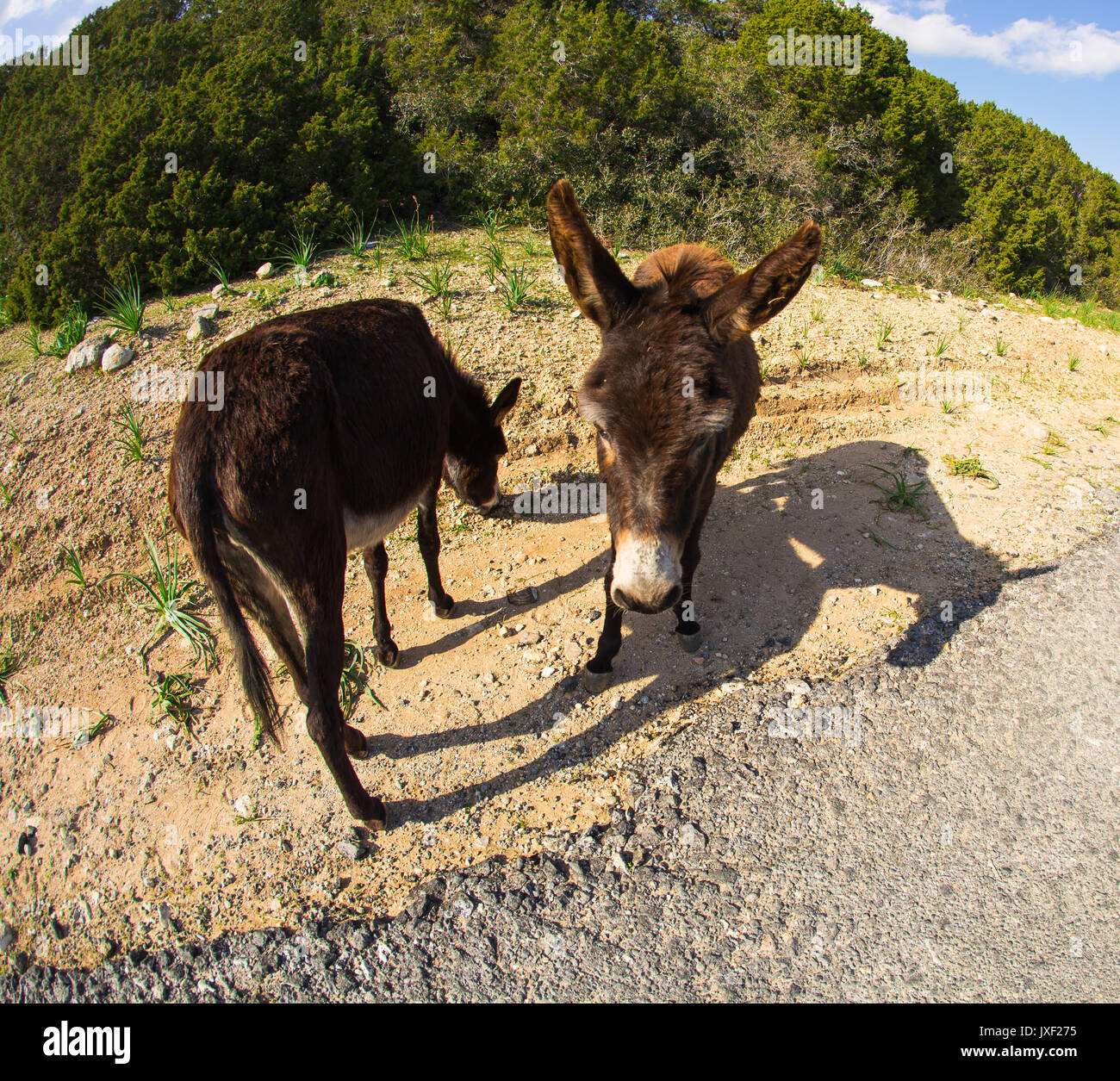 funny donkey looking at the camera, Cyprus, Karpaz National Park Wild ...