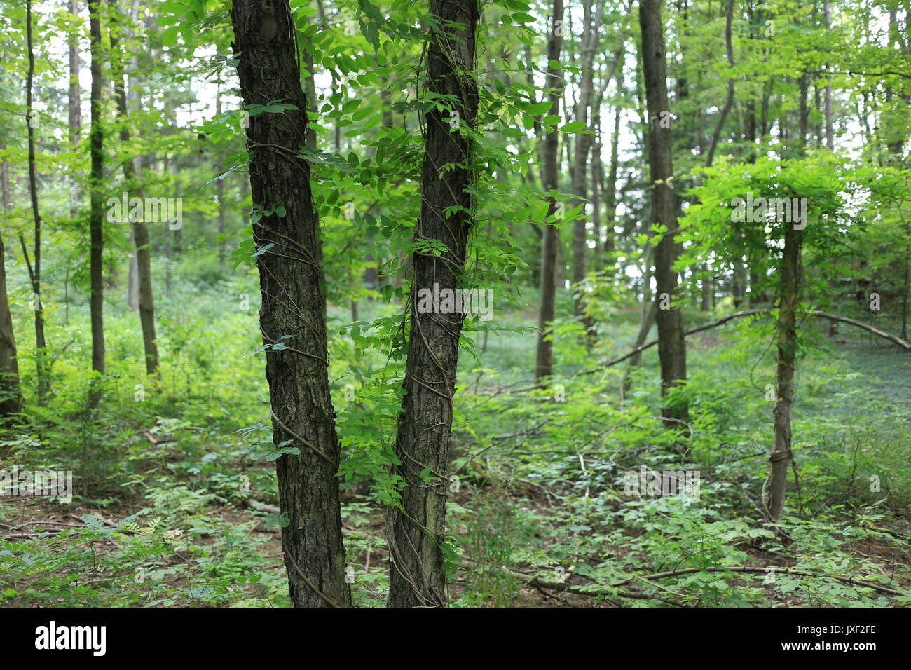 Twin trees in northeastern US forest foliage Stock Photo - Alamy