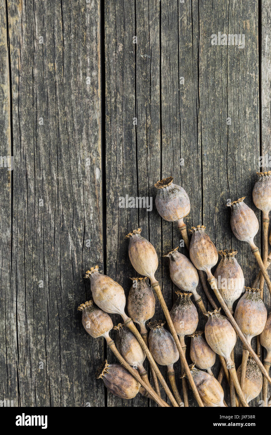 Poppyhead flower hi-res stock photography and images - Alamy