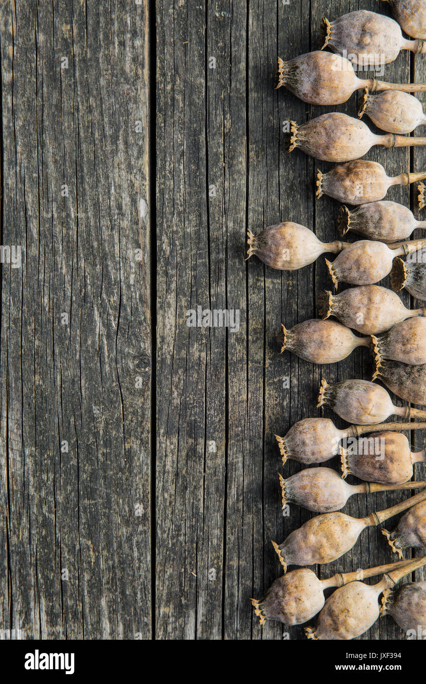 Dried poppy heads. Blue poppy. Top view Stock Photo - Alamy