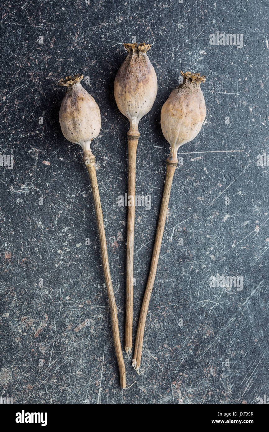 Dried poppy heads. Blue poppy. Top view Stock Photo - Alamy