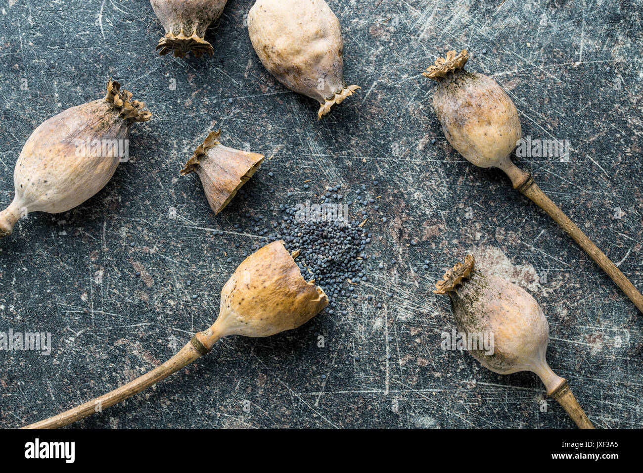 Dried poppy heads and seeds. Blue poppy. Top view Stock Photo - Alamy