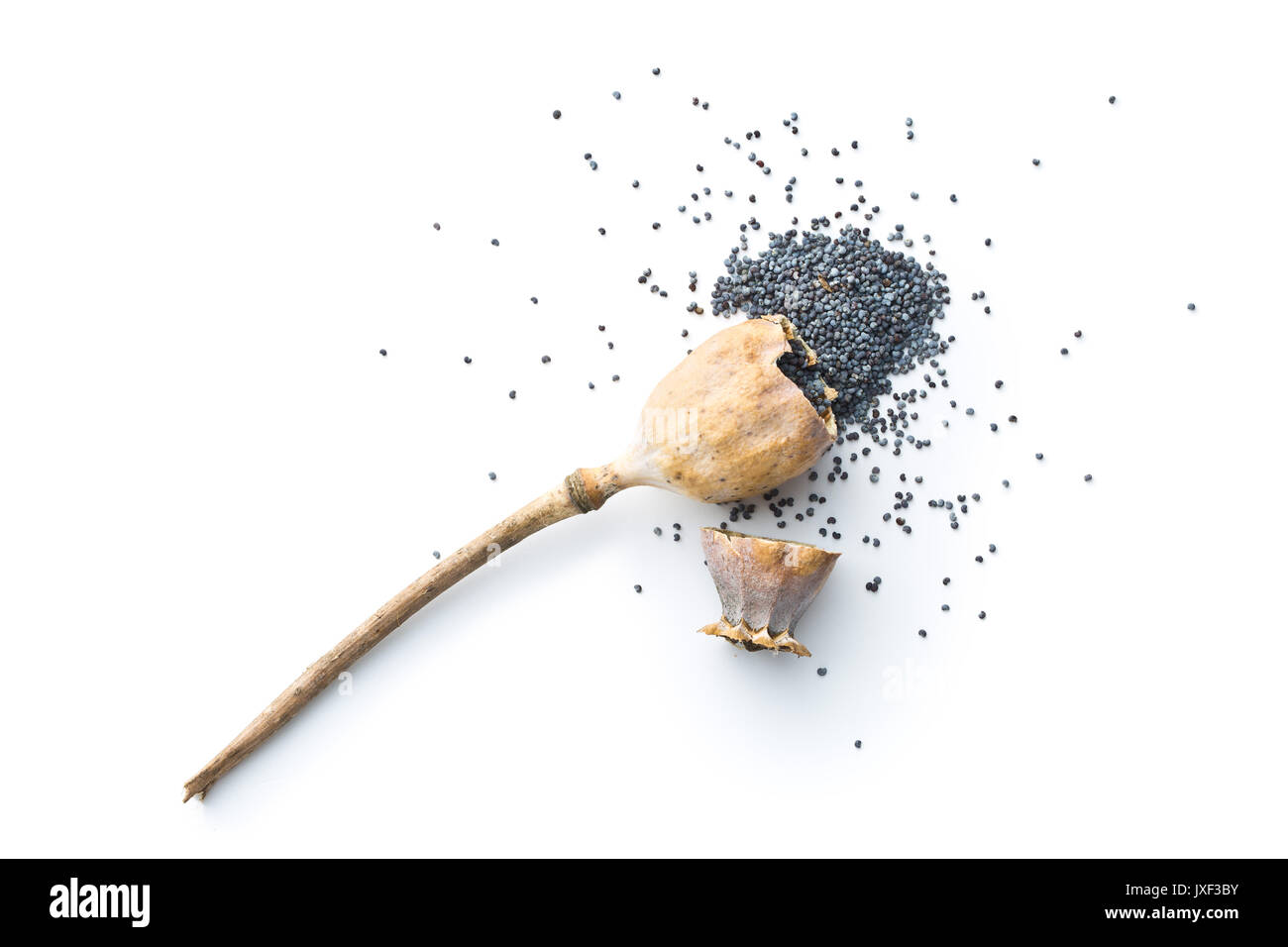 Opened poppy head and seed isolated on white background. Blue poppy ...