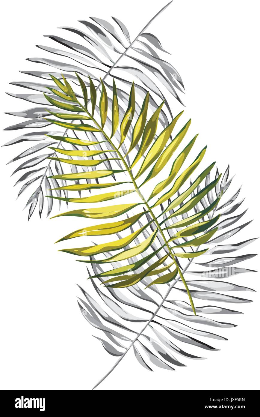 Black and white vector tropical palm leaves, jungle leaves isolated on ...