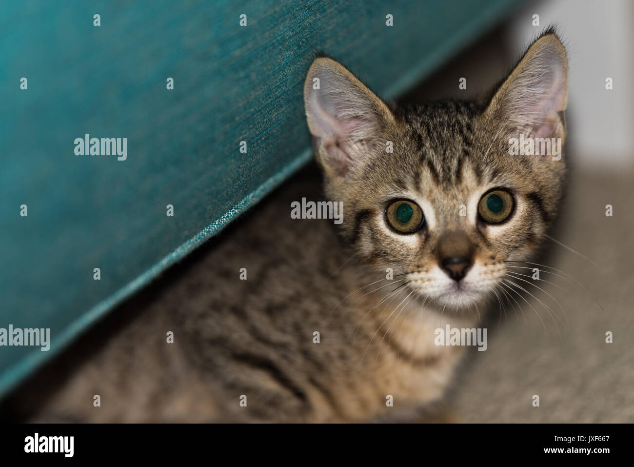 Serious kitten hi-res stock photography and images - Alamy