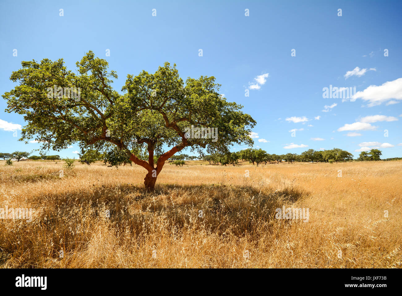 Hilly Alentejo landscape with cork oak trees and yellow fields in late ...