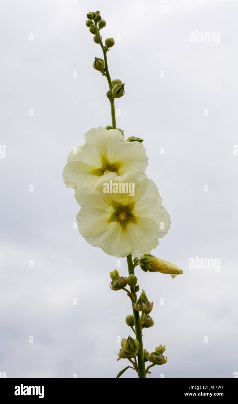 Yellow malva flowers Stock Photo - Alamy