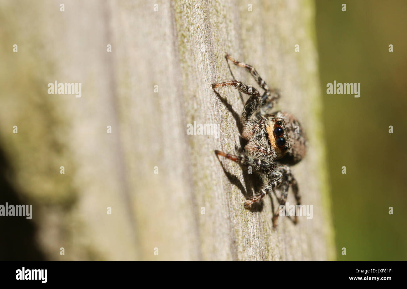 A Jumping Spider (Marpissa muscosa Stock Photo - Alamy