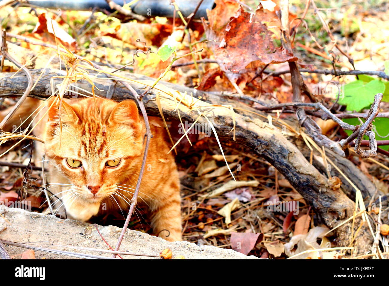 Creeping cat hi-res stock photography and images - Alamy