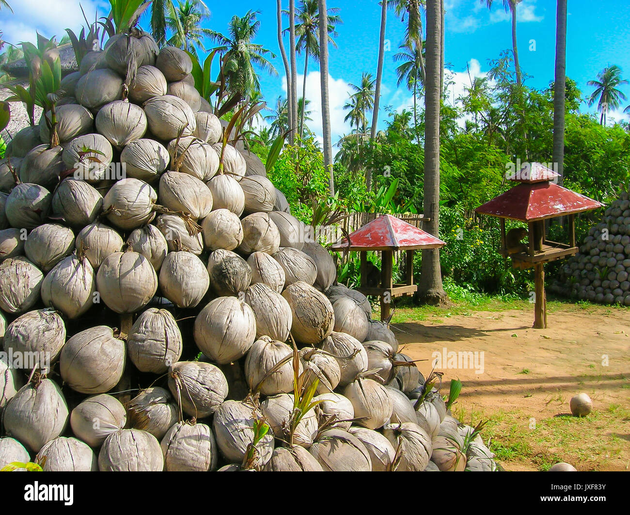 Coconut pile thailand hi-res stock photography and images - Alamy