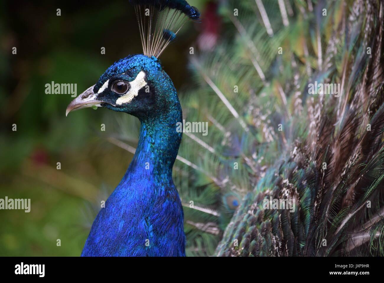 Animals mating at zoo hi-res stock photography and images - Alamy