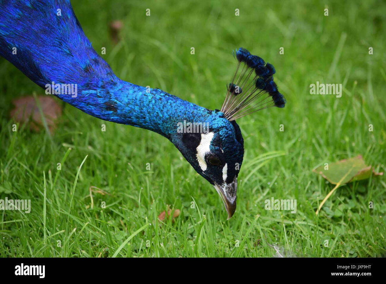 Animals mating at zoo hi-res stock photography and images - Alamy