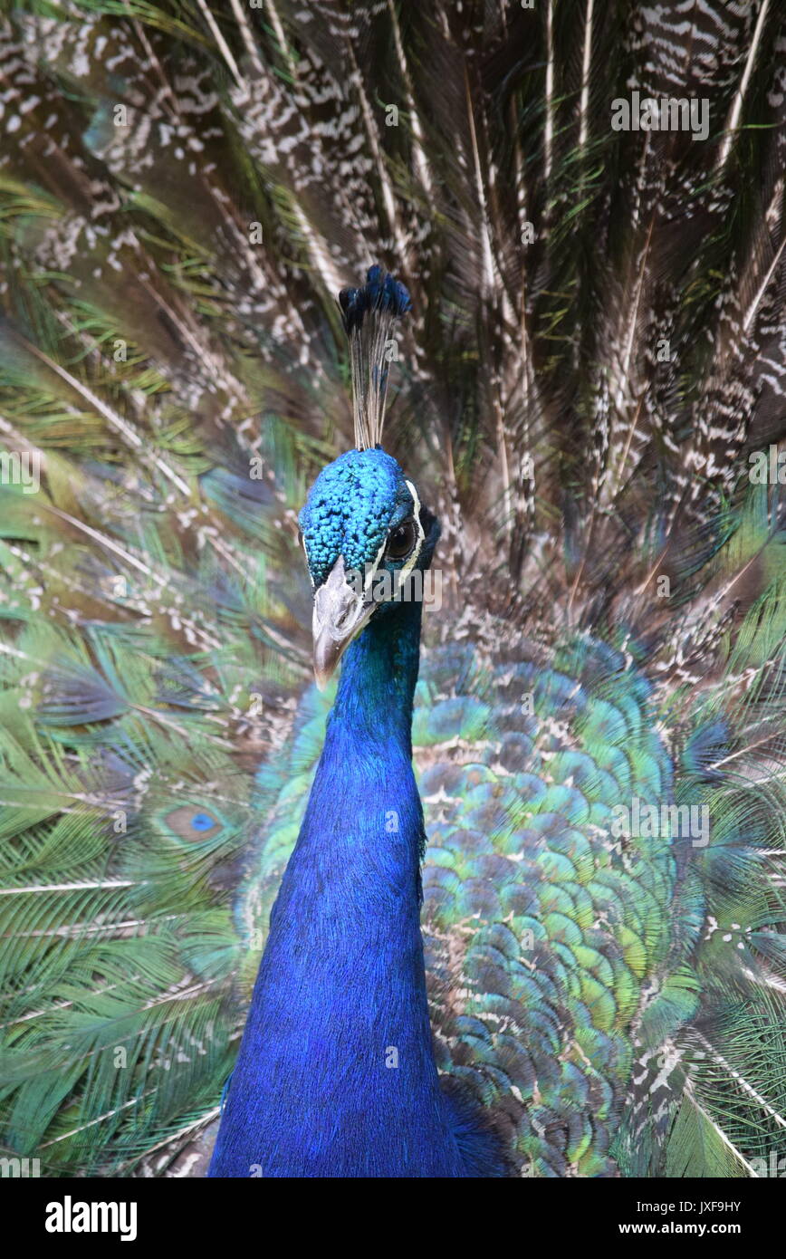 Animals mating at zoo hi-res stock photography and images - Alamy