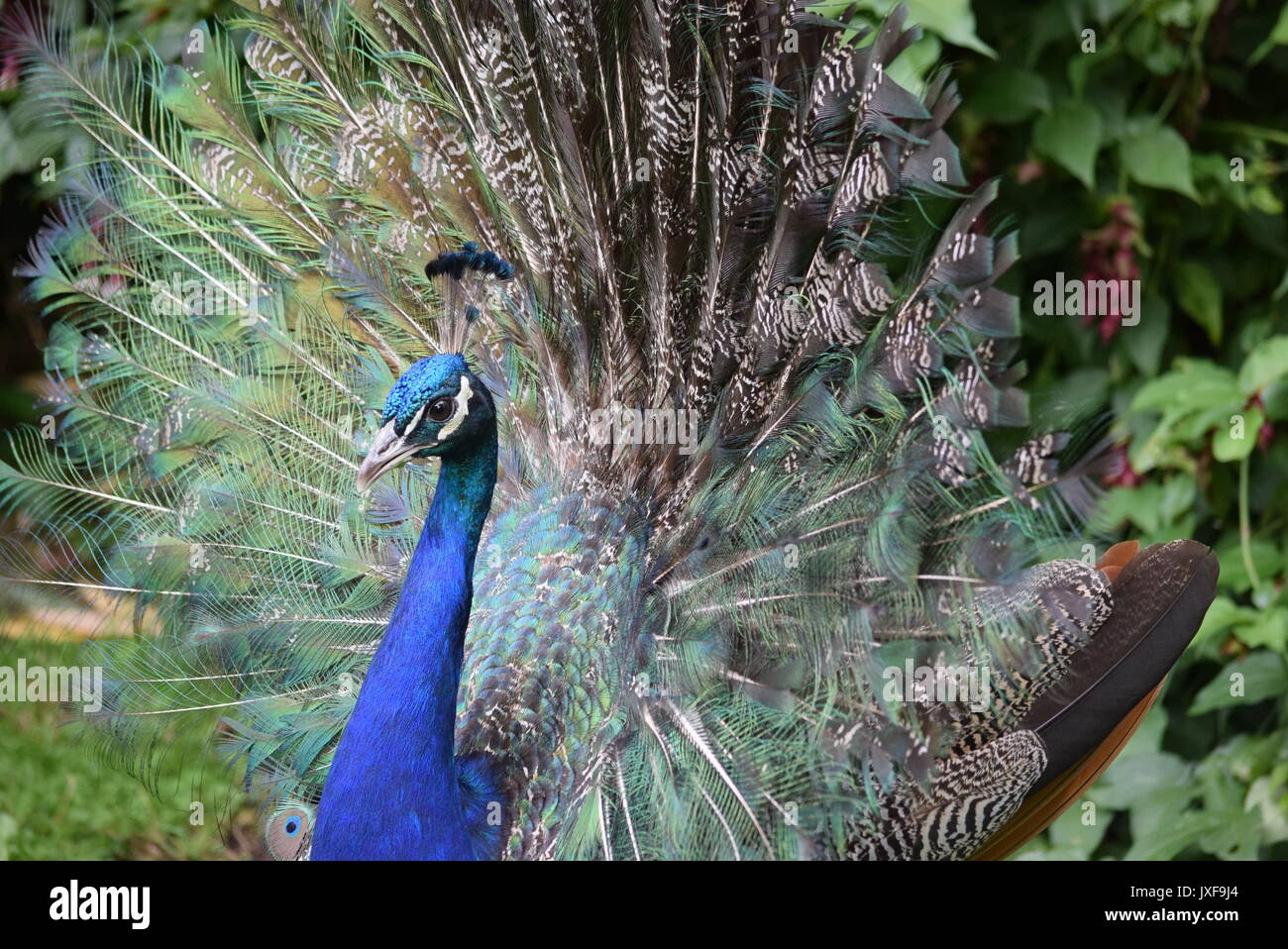 Animals mating at zoo hi-res stock photography and images - Alamy