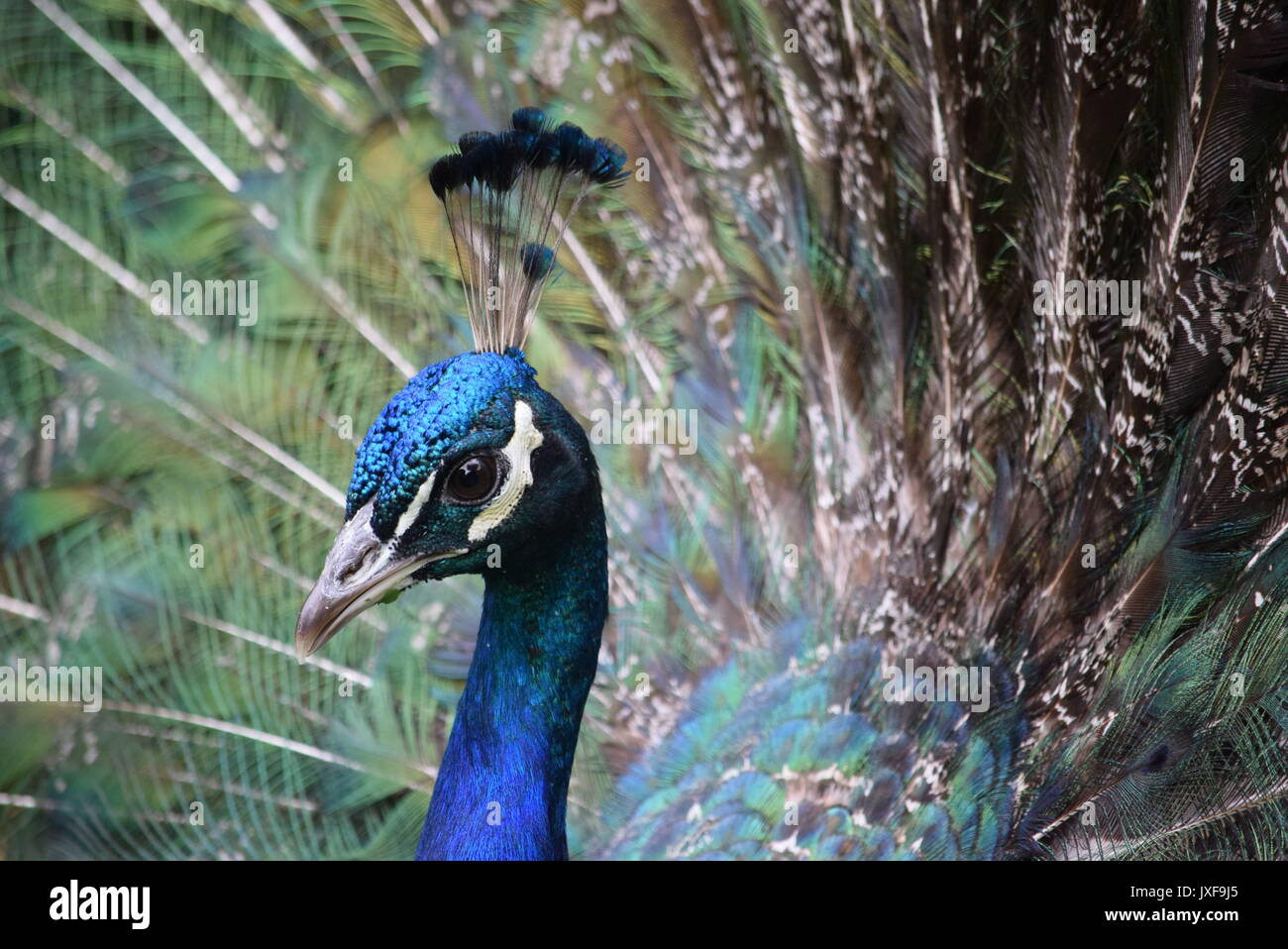 Animals mating at zoo hi-res stock photography and images - Alamy