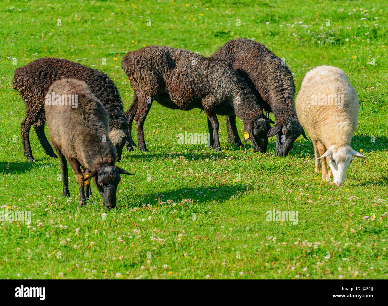 Long legged sheep hi-res stock photography and images - Alamy