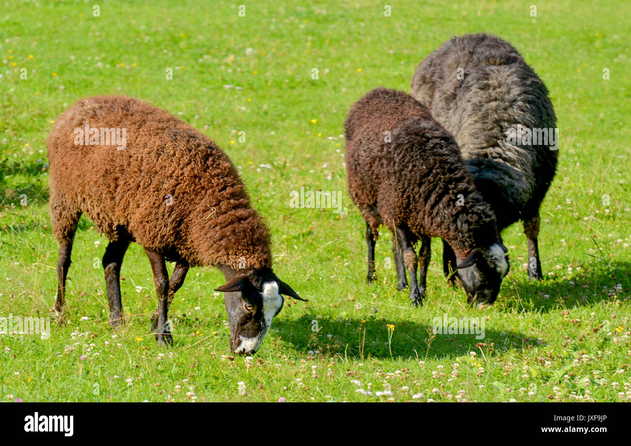 Long legged sheep hi-res stock photography and images - Alamy