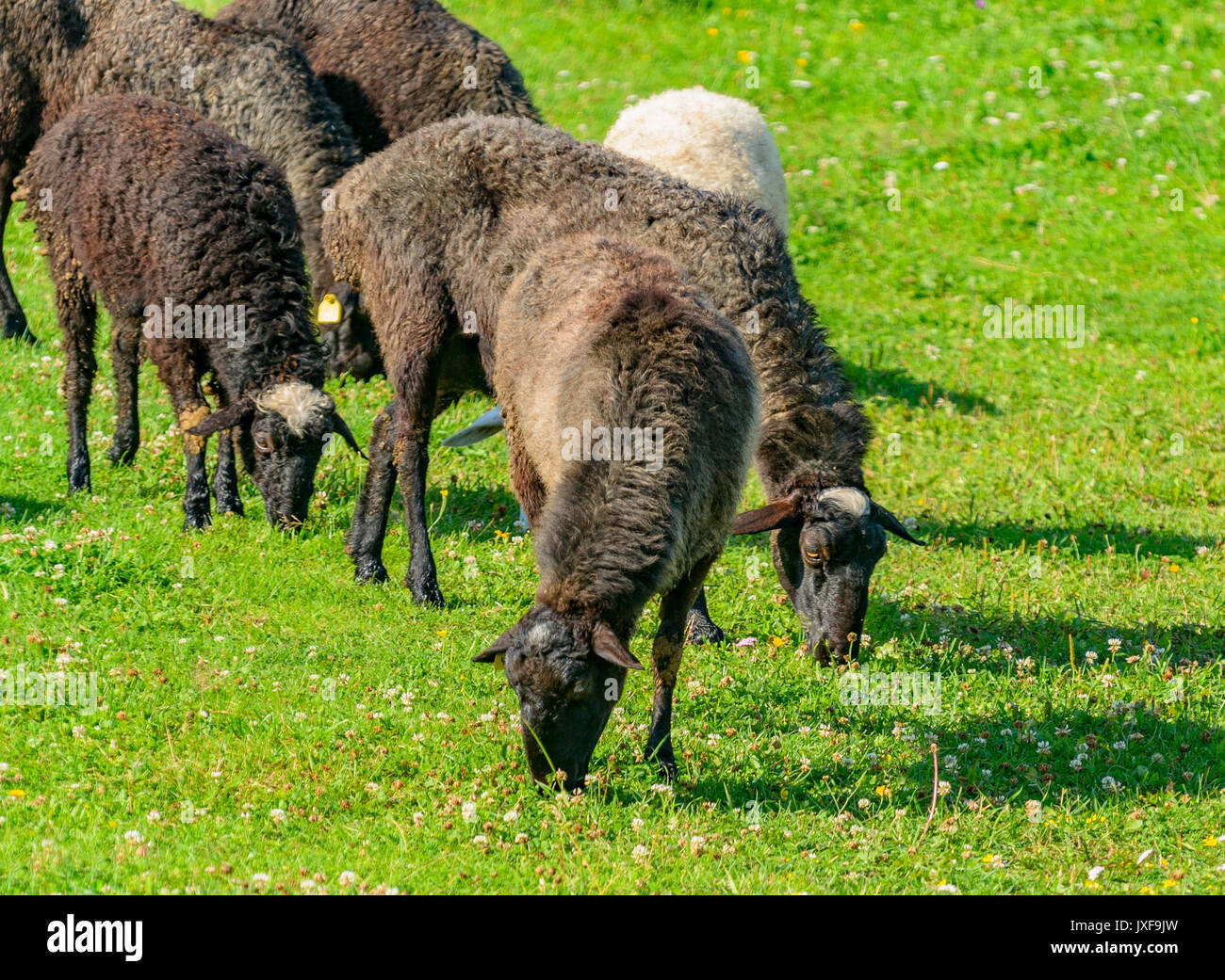 Long legged sheep hi-res stock photography and images - Alamy