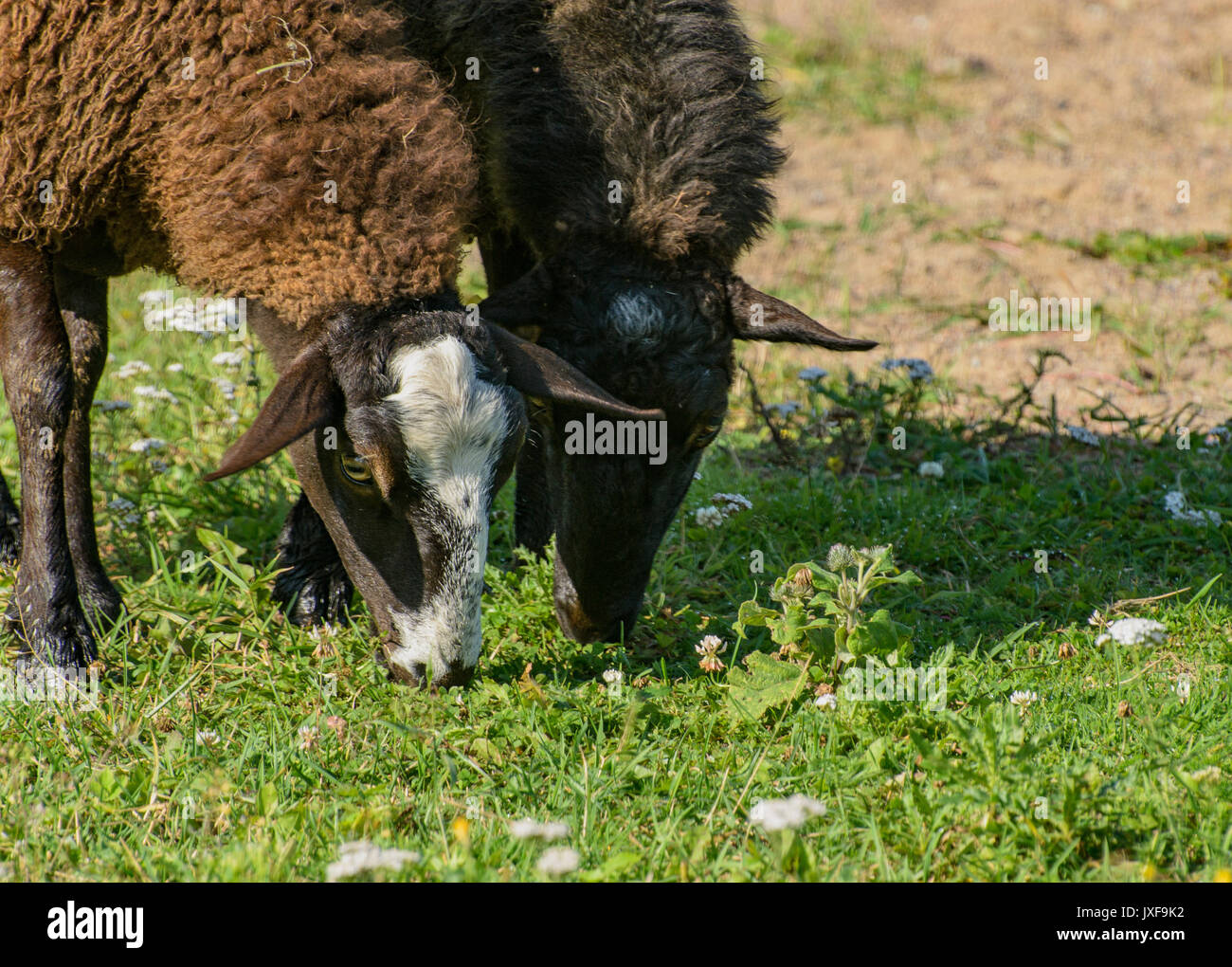 Long legged sheep hi-res stock photography and images - Alamy