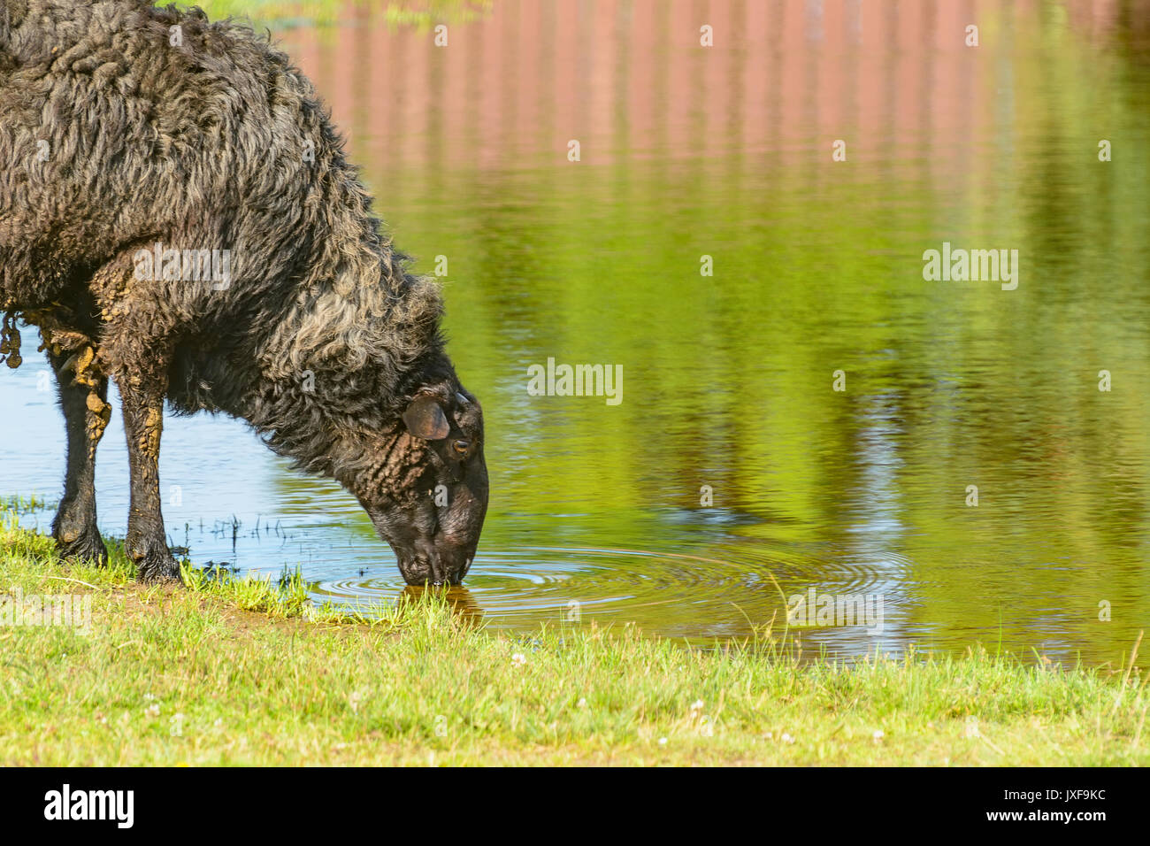 Sheep in a pasture near the lake Stock Photo - Alamy