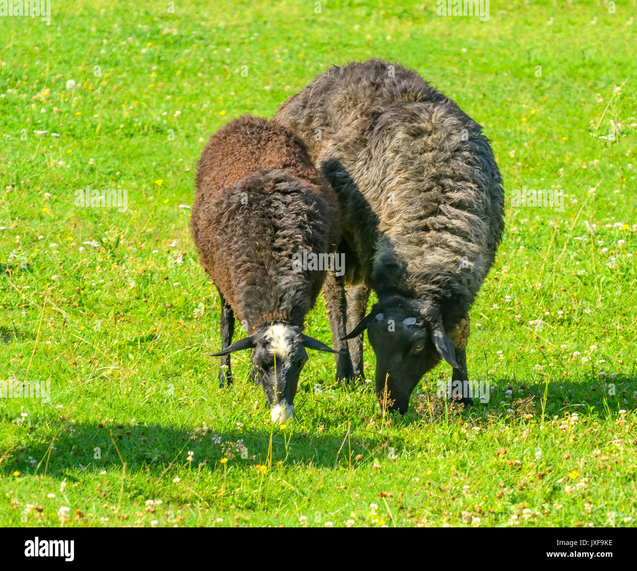 Long legged sheep hi-res stock photography and images - Alamy