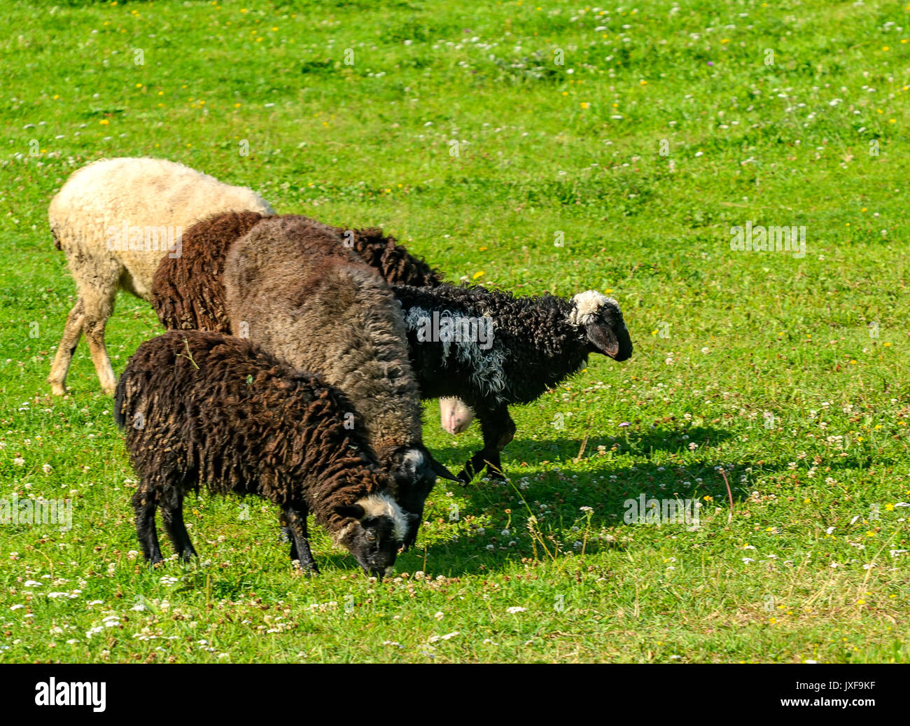 Long legged sheep hi-res stock photography and images - Alamy