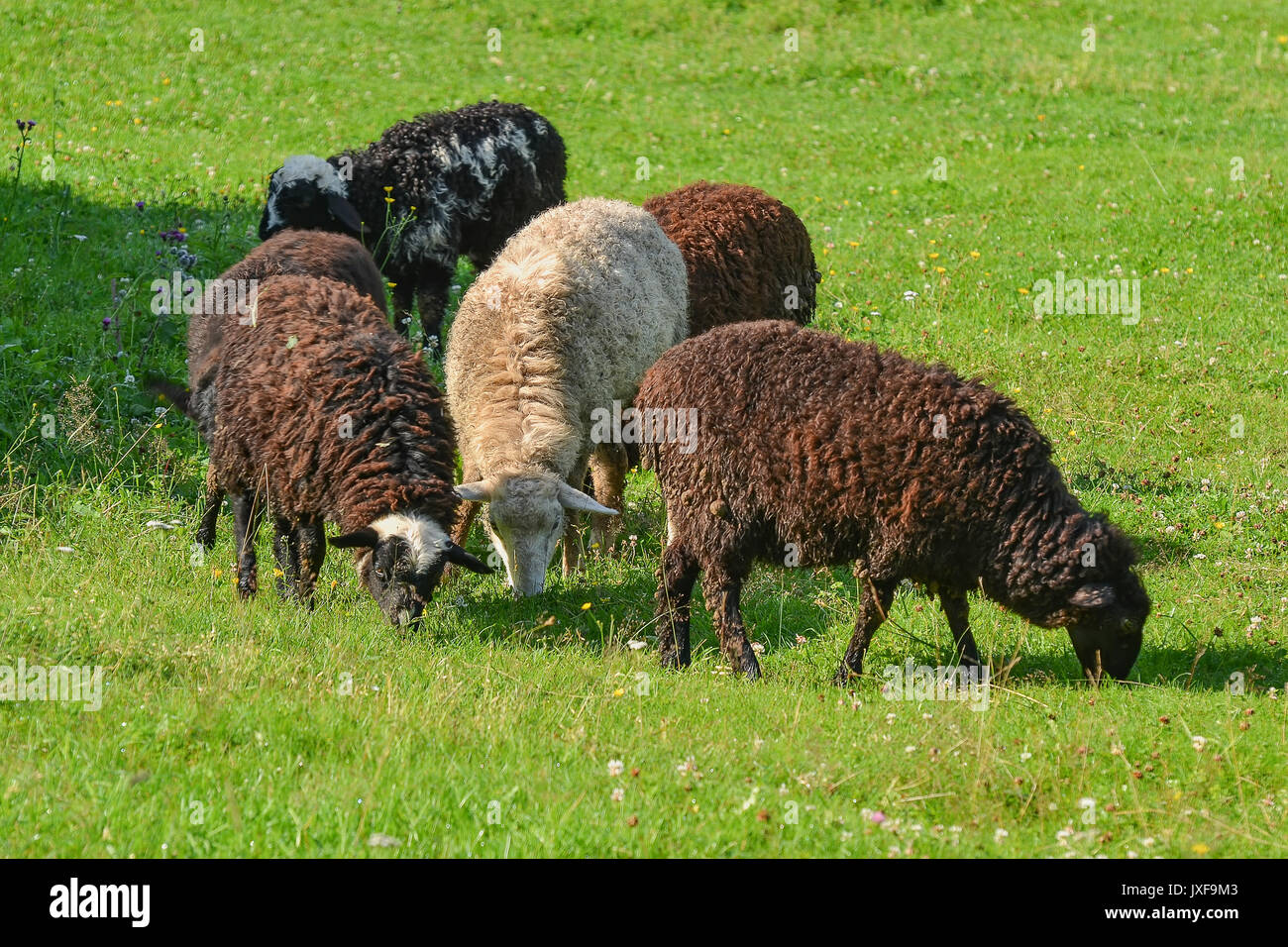 Long legged sheep hi-res stock photography and images - Alamy