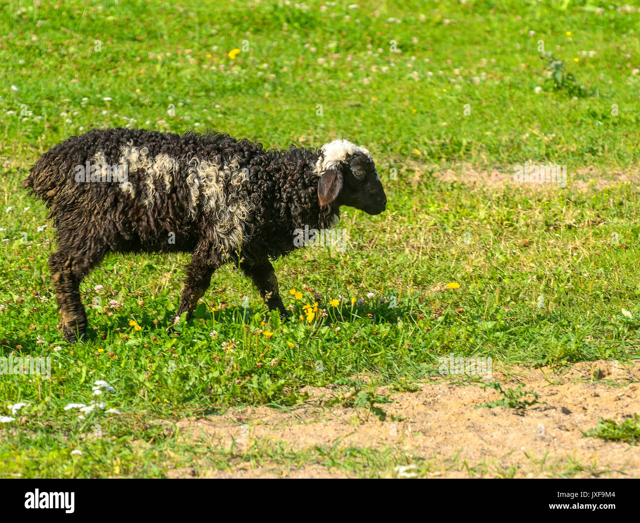 Long legged sheep hi-res stock photography and images - Alamy