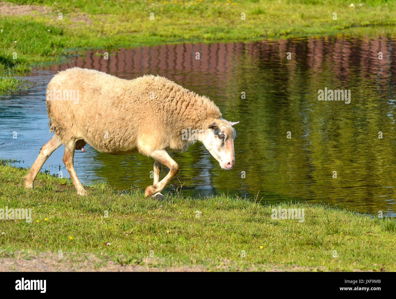 Sheep in a pasture near the lake Stock Photo - Alamy