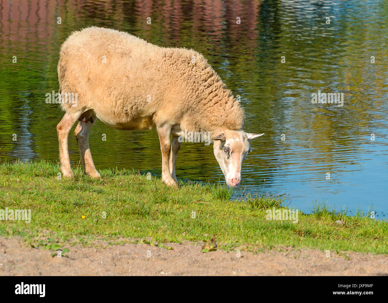 Long legged sheep hi-res stock photography and images - Alamy
