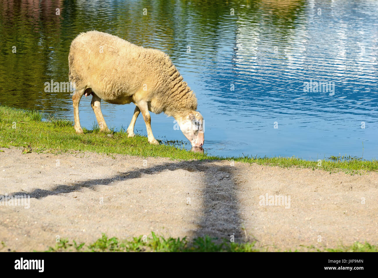 Long legged sheep hi-res stock photography and images - Alamy