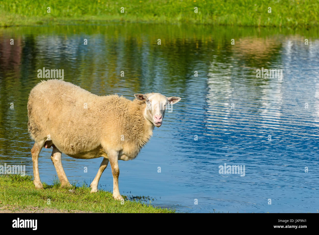 Long legged sheep hi-res stock photography and images - Alamy