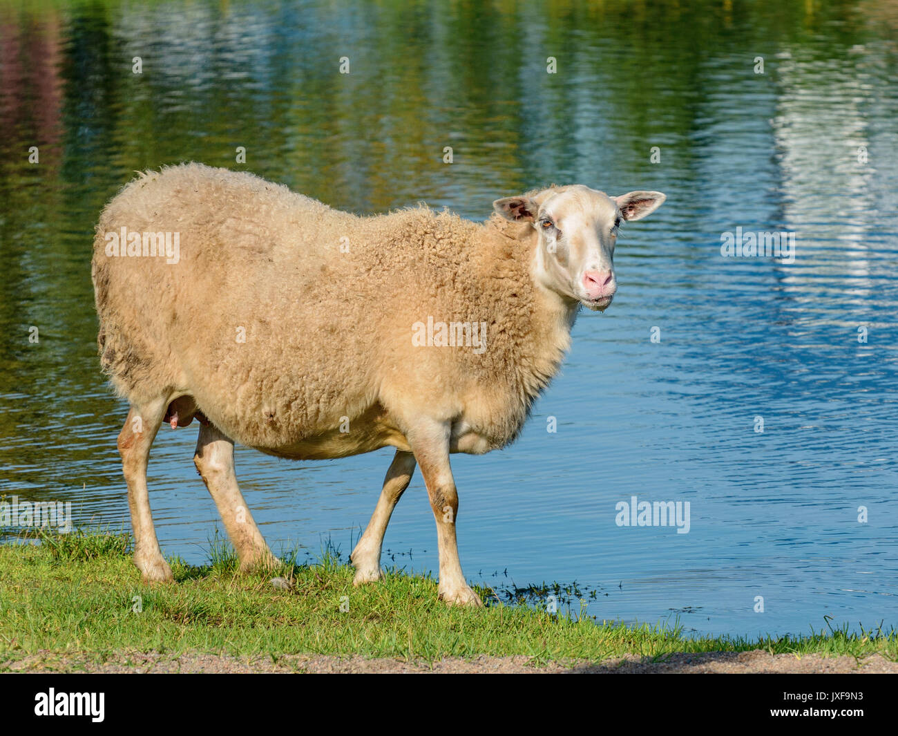 Long legged sheep hi-res stock photography and images - Alamy