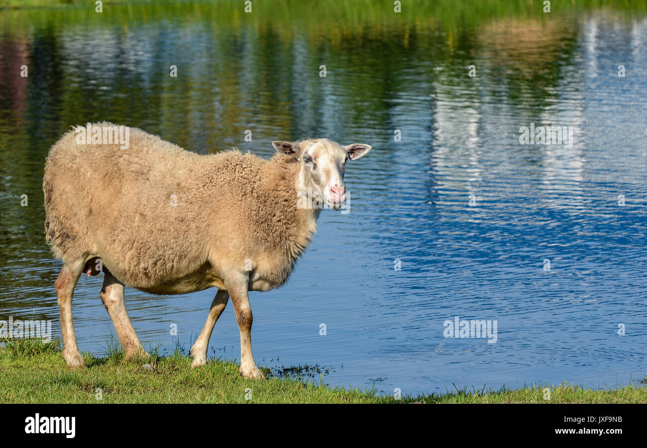 Sheep in a pasture near the lake Stock Photo - Alamy