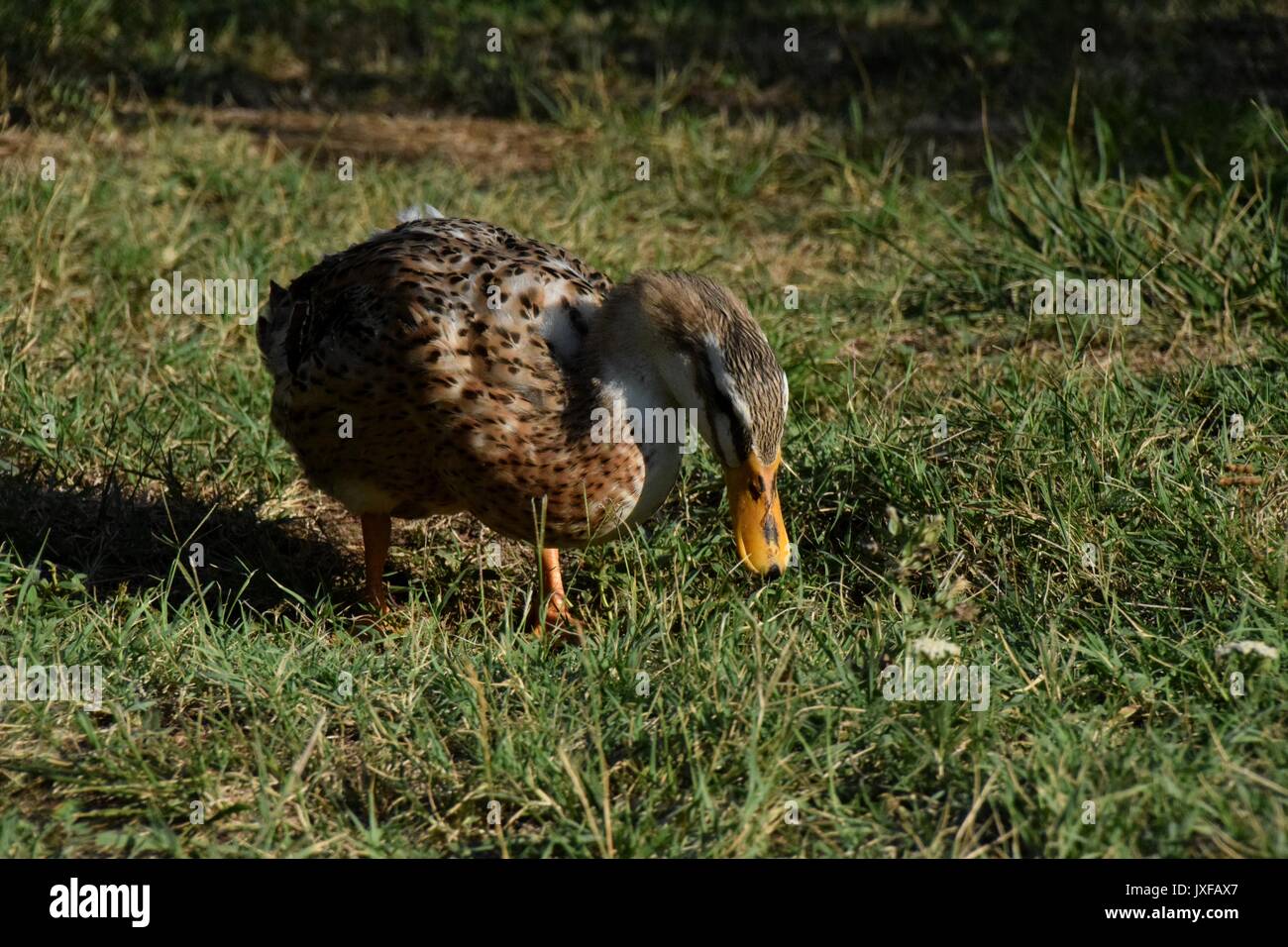 Domestic duck in the green grass backyard finding the fresh plants for ...