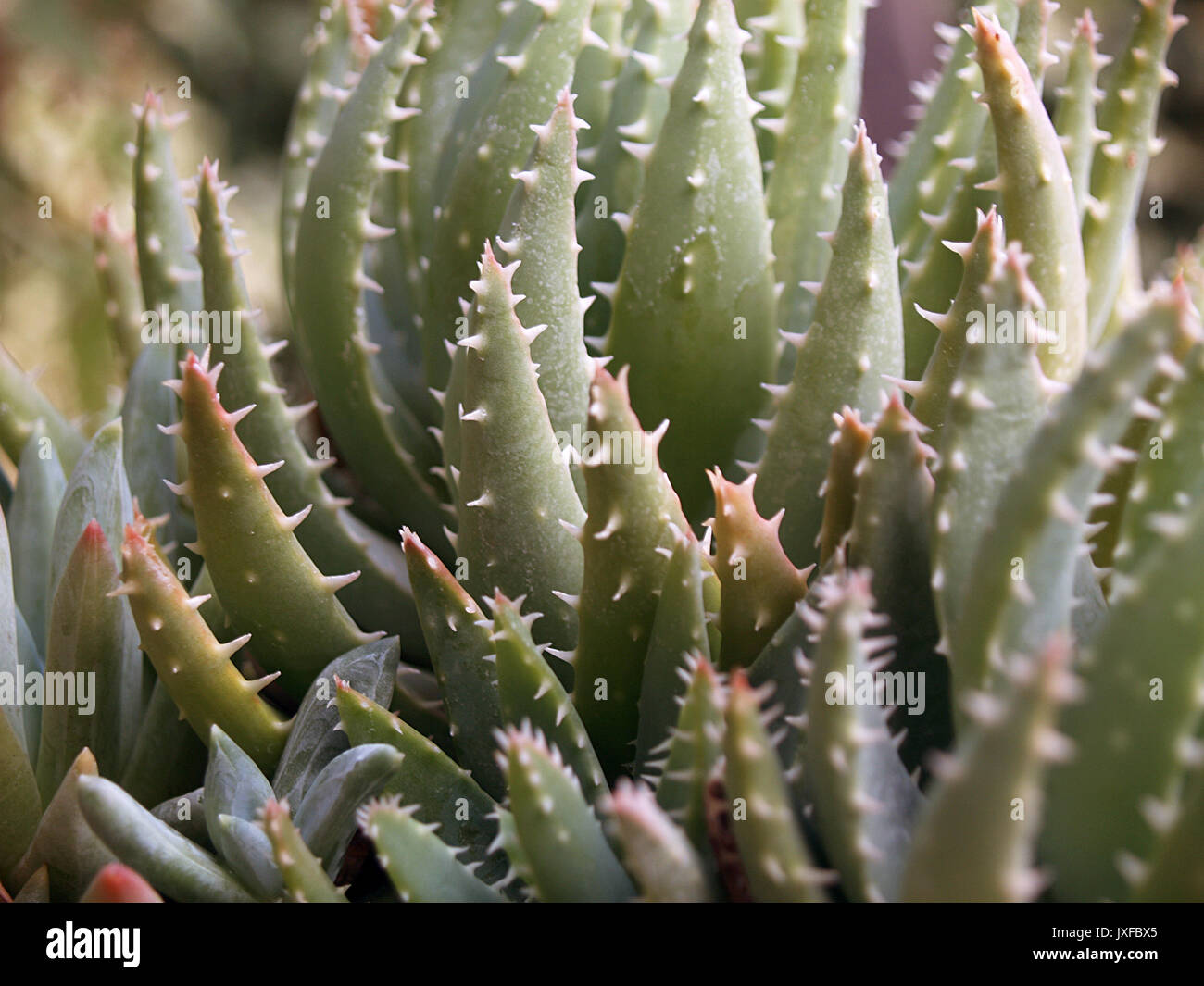 Succulent with teeth Stock Photo - Alamy