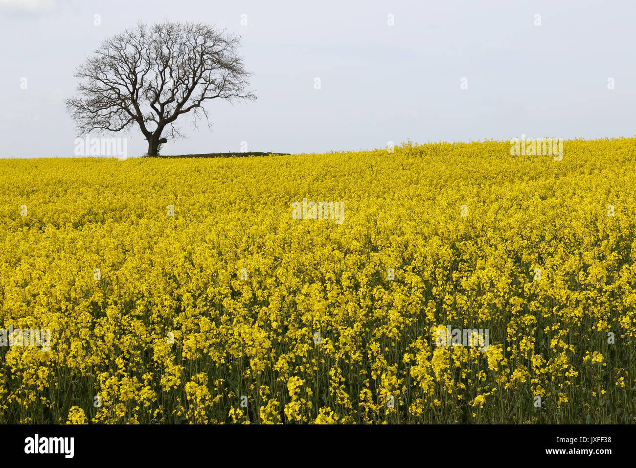 Rapeseed oil seed hi-res stock photography and images - Alamy