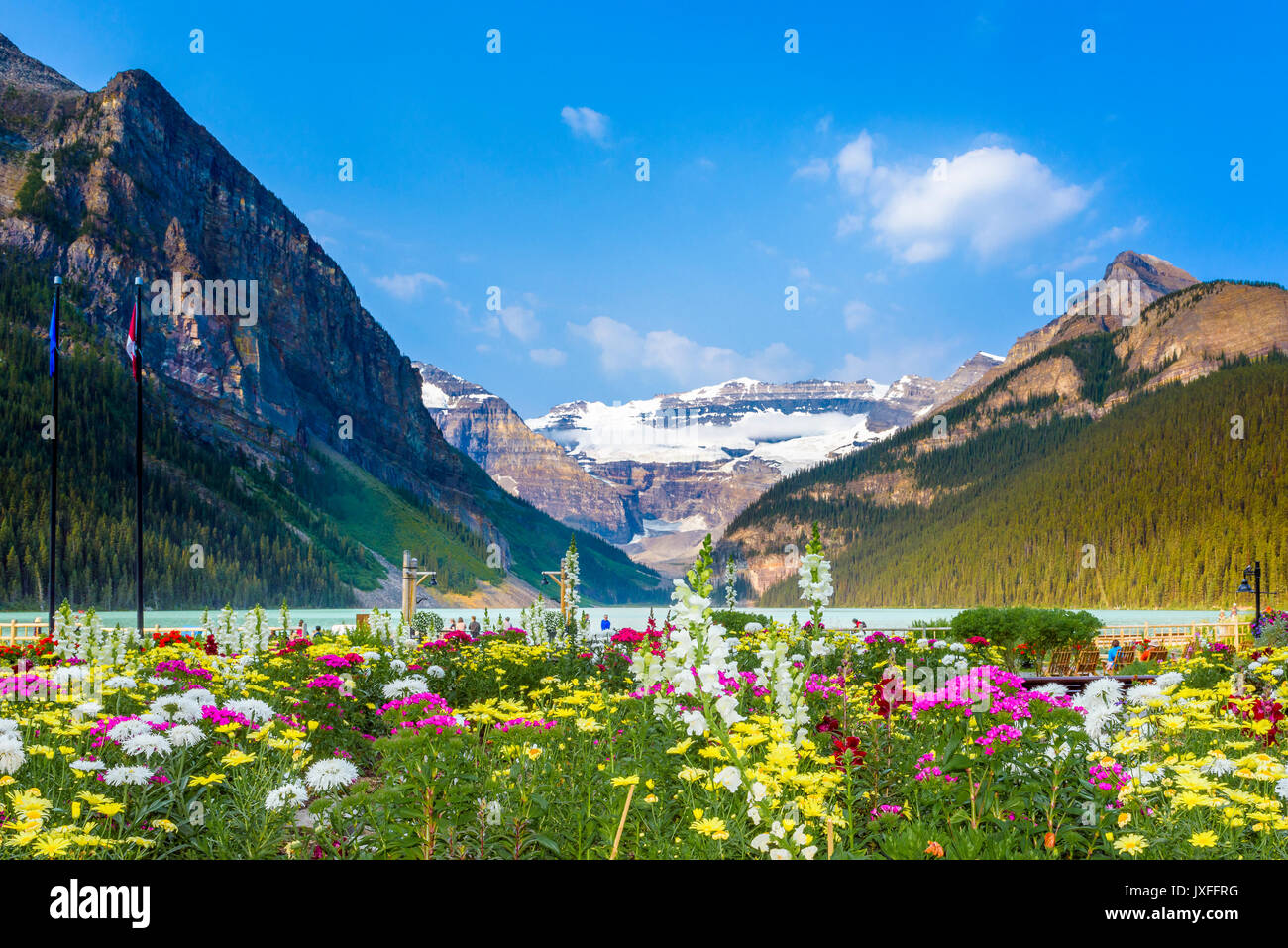 Banff National Park Flowers High Resolution Stock Photography and ...