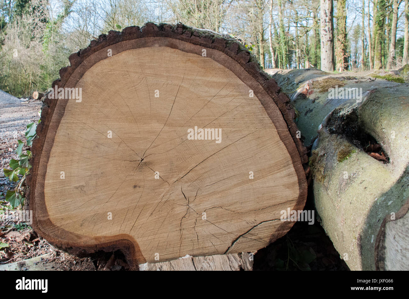 Forestry tree hi-res stock photography and images - Alamy