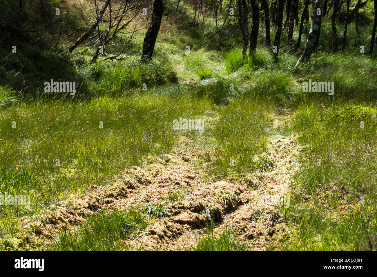 Marsh with wheel tracks, trees and peatland at summer time Stock Photo ...