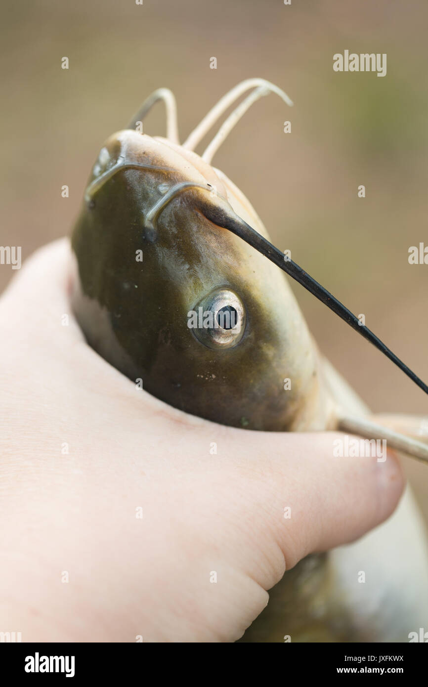 Catfish Caught in Freshwater Stock Photo - Alamy
