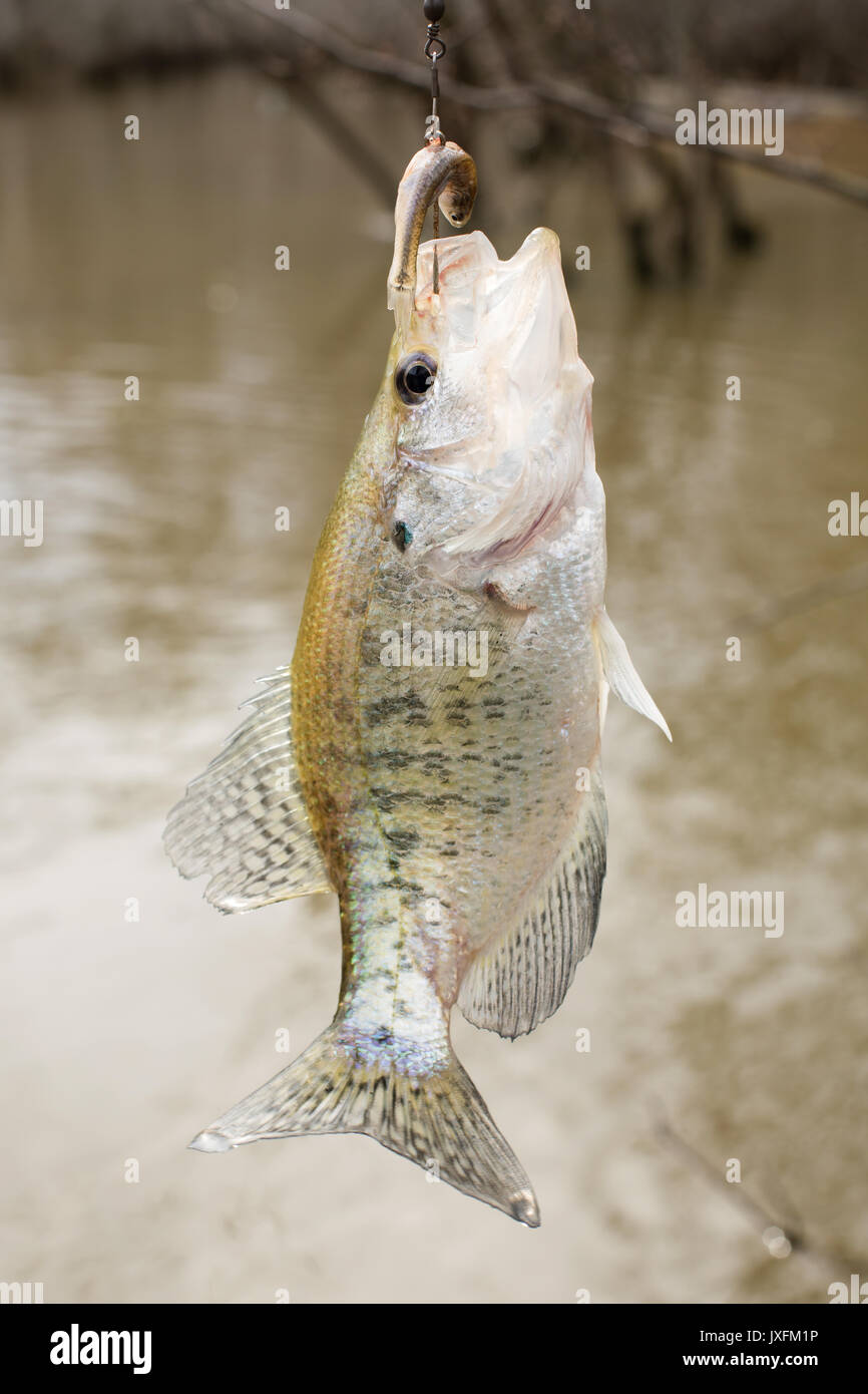 White Perch Caught in Bayou on Live Bait Stock Photo - Alamy