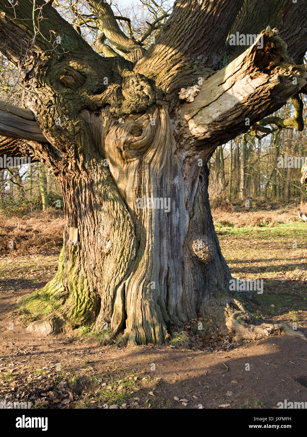 Old ancient English Oak tree near to National Forest Way, Ticknall ...