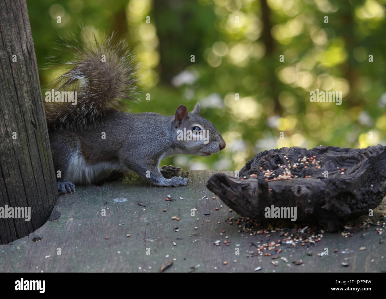 Animal seeds hi-res stock photography and images - Alamy