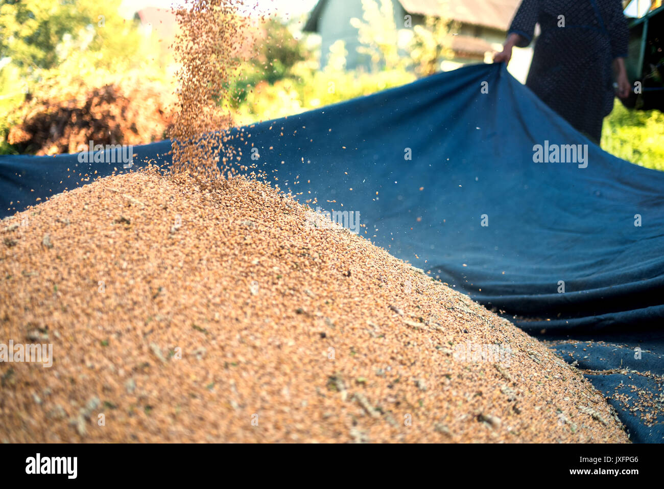 Ukraine wheat production hi-res stock photography and images - Alamy