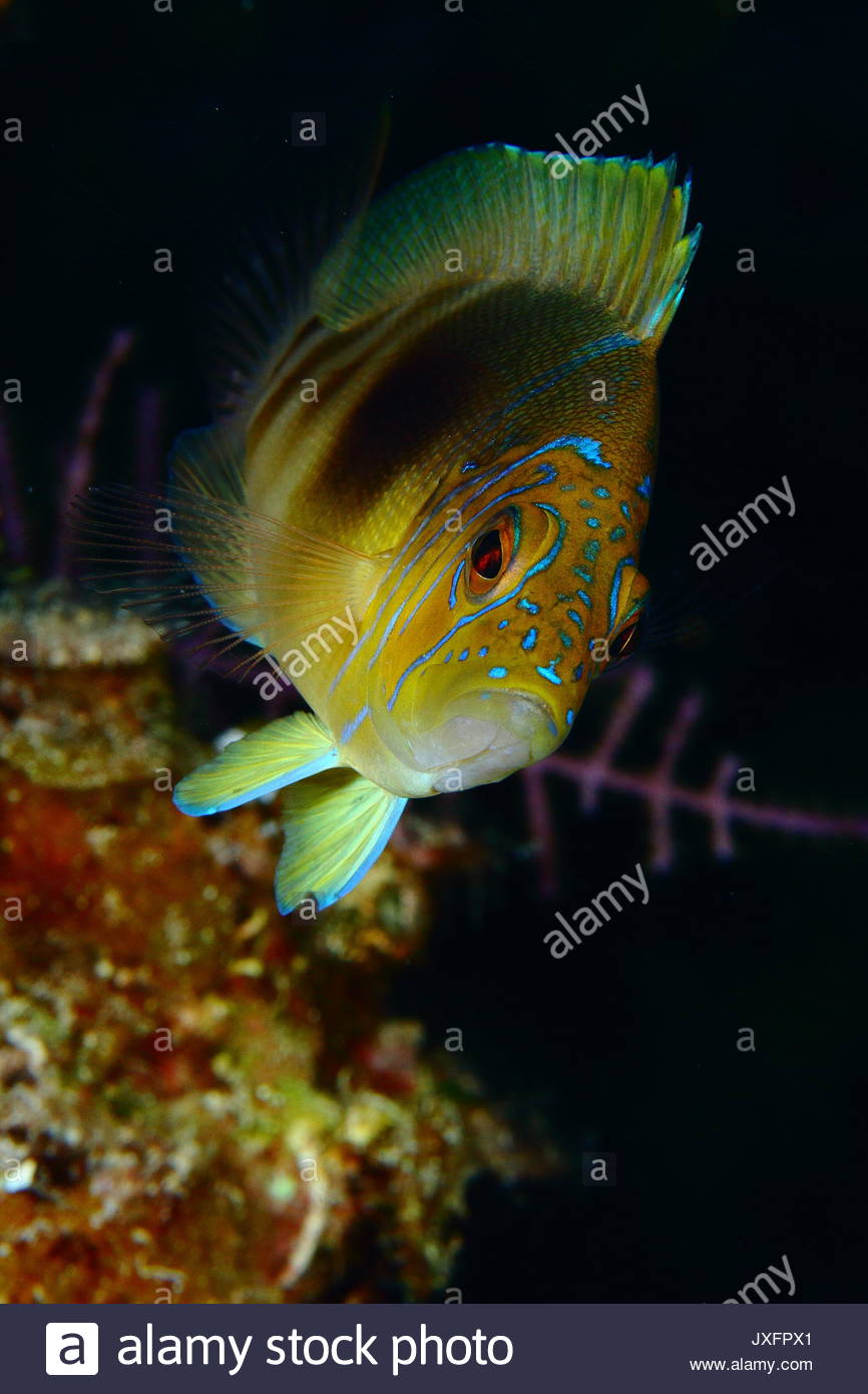 Hamlet Fish Stock Photos & Hamlet Fish Stock Images - Alamy
