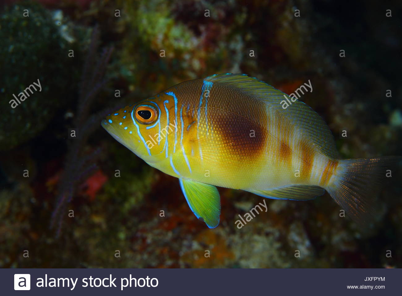 Hamlet Fish Stock Photos & Hamlet Fish Stock Images - Alamy