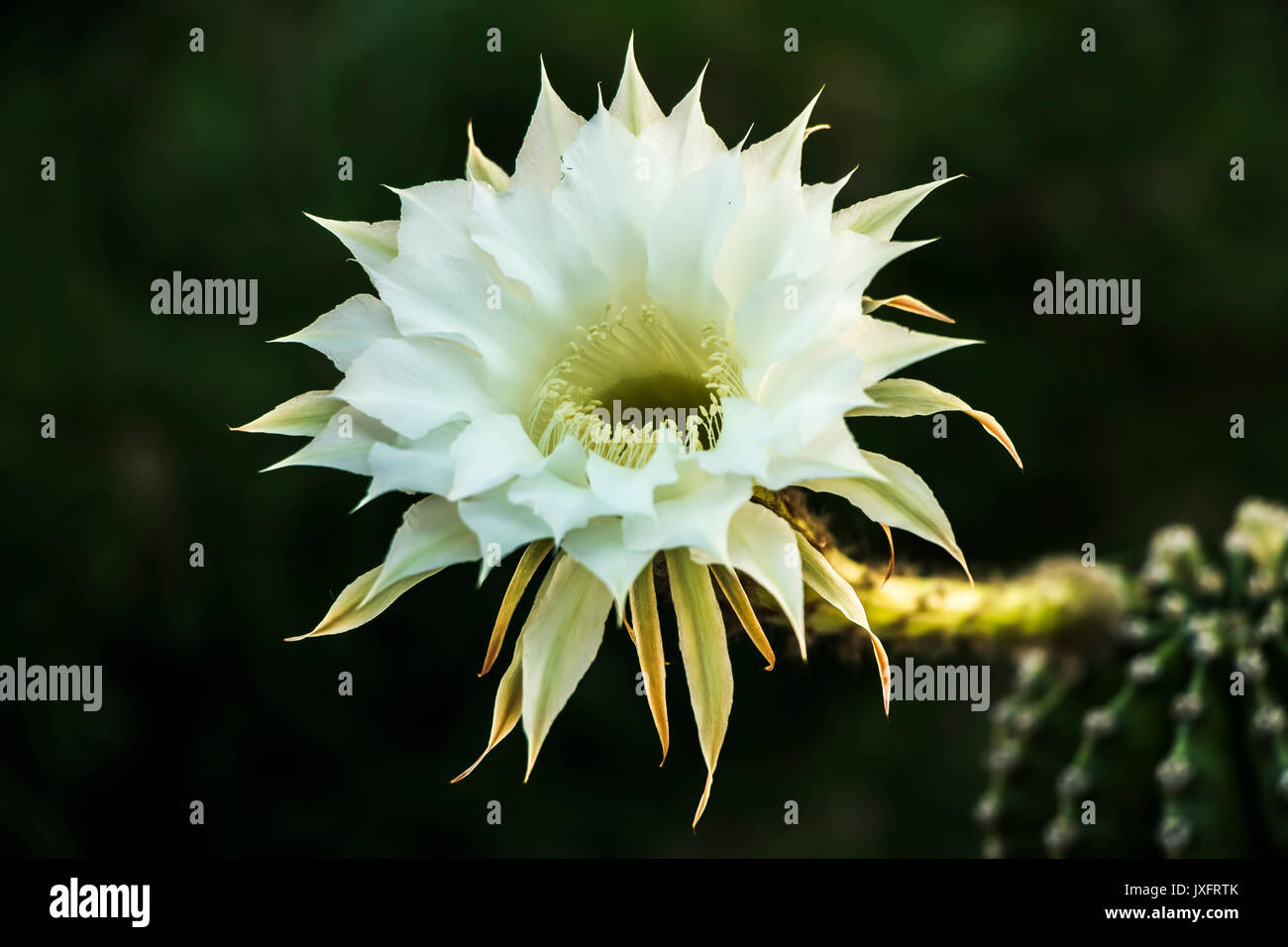 Spring desert wonder hi-res stock photography and images - Alamy